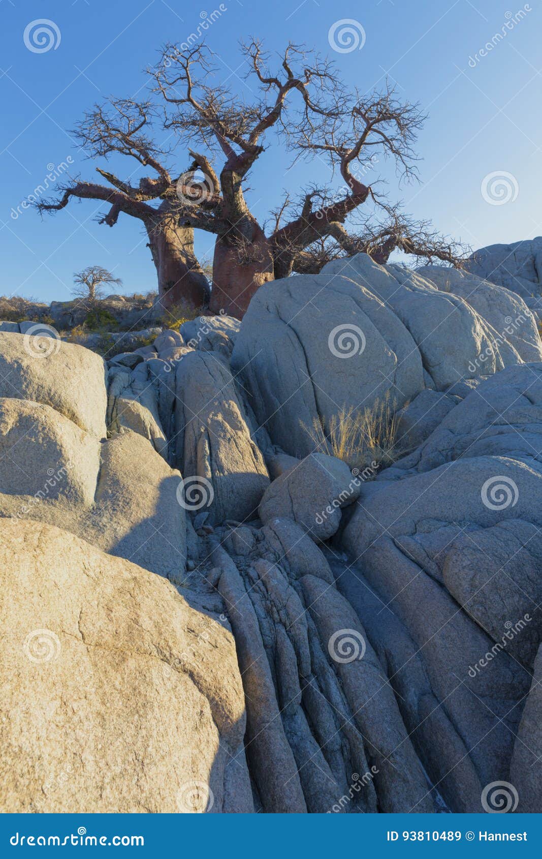 Rocks And Baobab Tree On Kubu Island In Black-and-white Royalty-Free ...