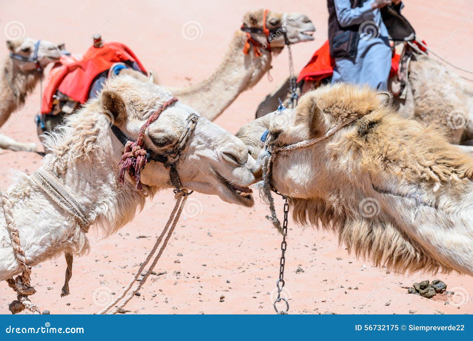 Kiss Two Camels Desert Stock Photos - Free & Royalty-Free Stock Photos ...