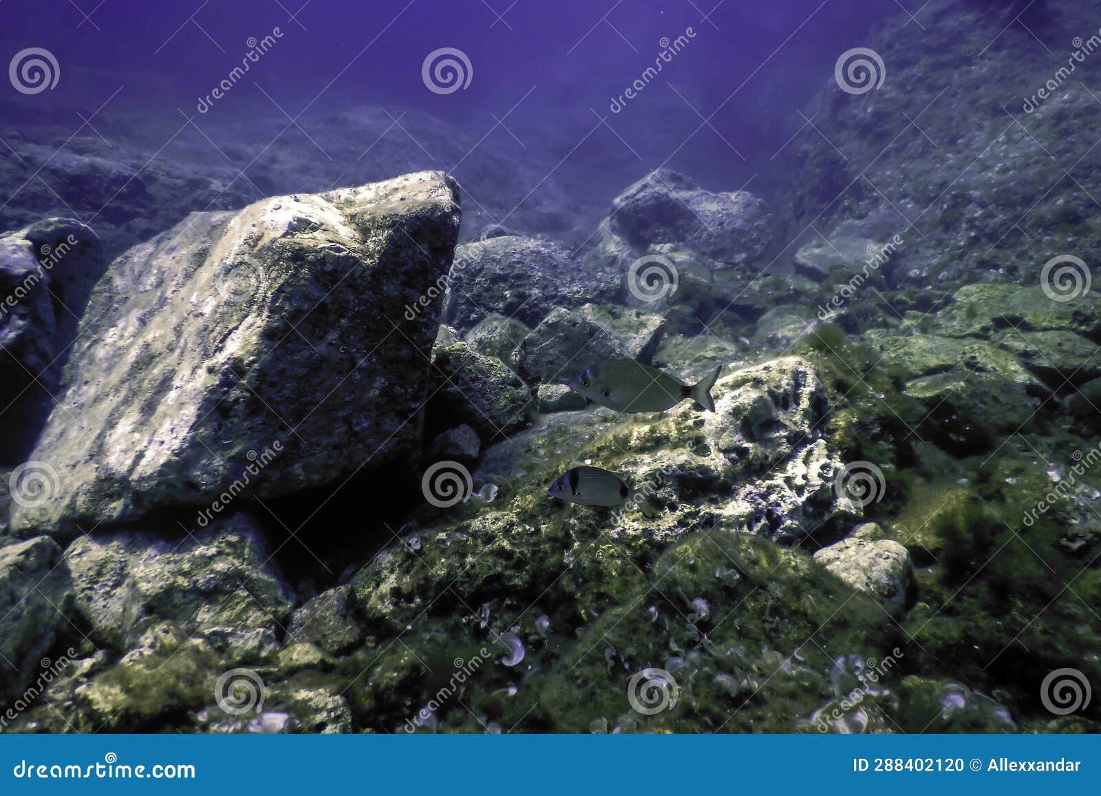 Rocks at Bottom of Ocean Floor Stock Photo - Image of floor, aquatic ...