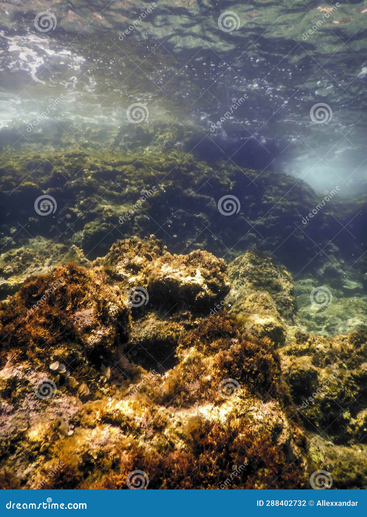 Rocks at Bottom of Ocean Floor Stock Photo - Image of world, scene ...