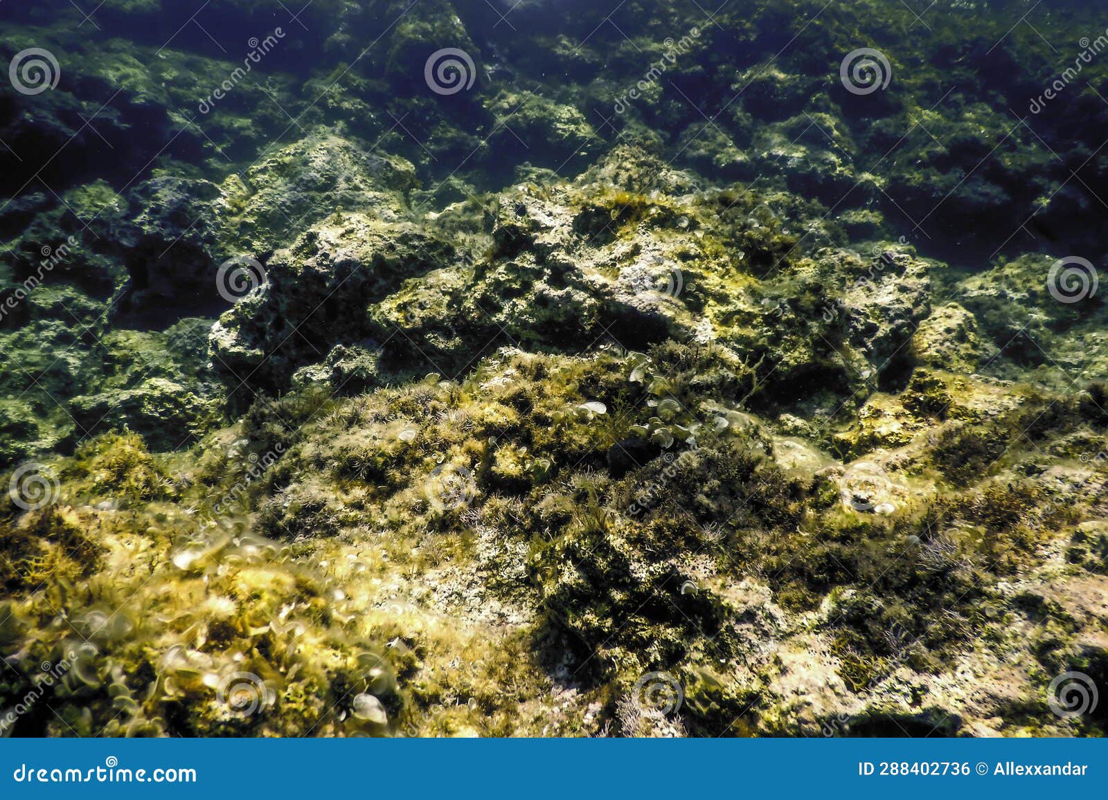 Rocks at Bottom of Ocean Floor Stock Photo - Image of explore, nature ...