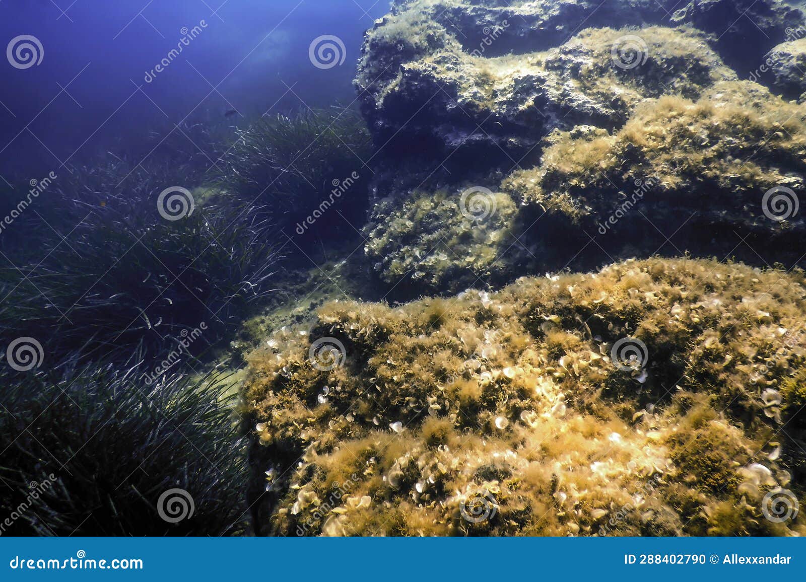 Rocks at Bottom of Ocean Floor Stock Photo - Image of seashore, seabed ...