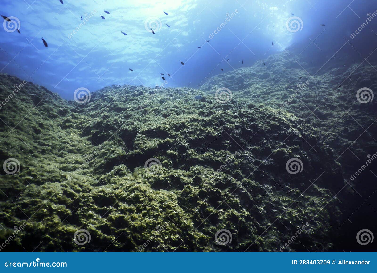 Rocks at Bottom of Ocean Floor Stock Image - Image of explore, serene ...