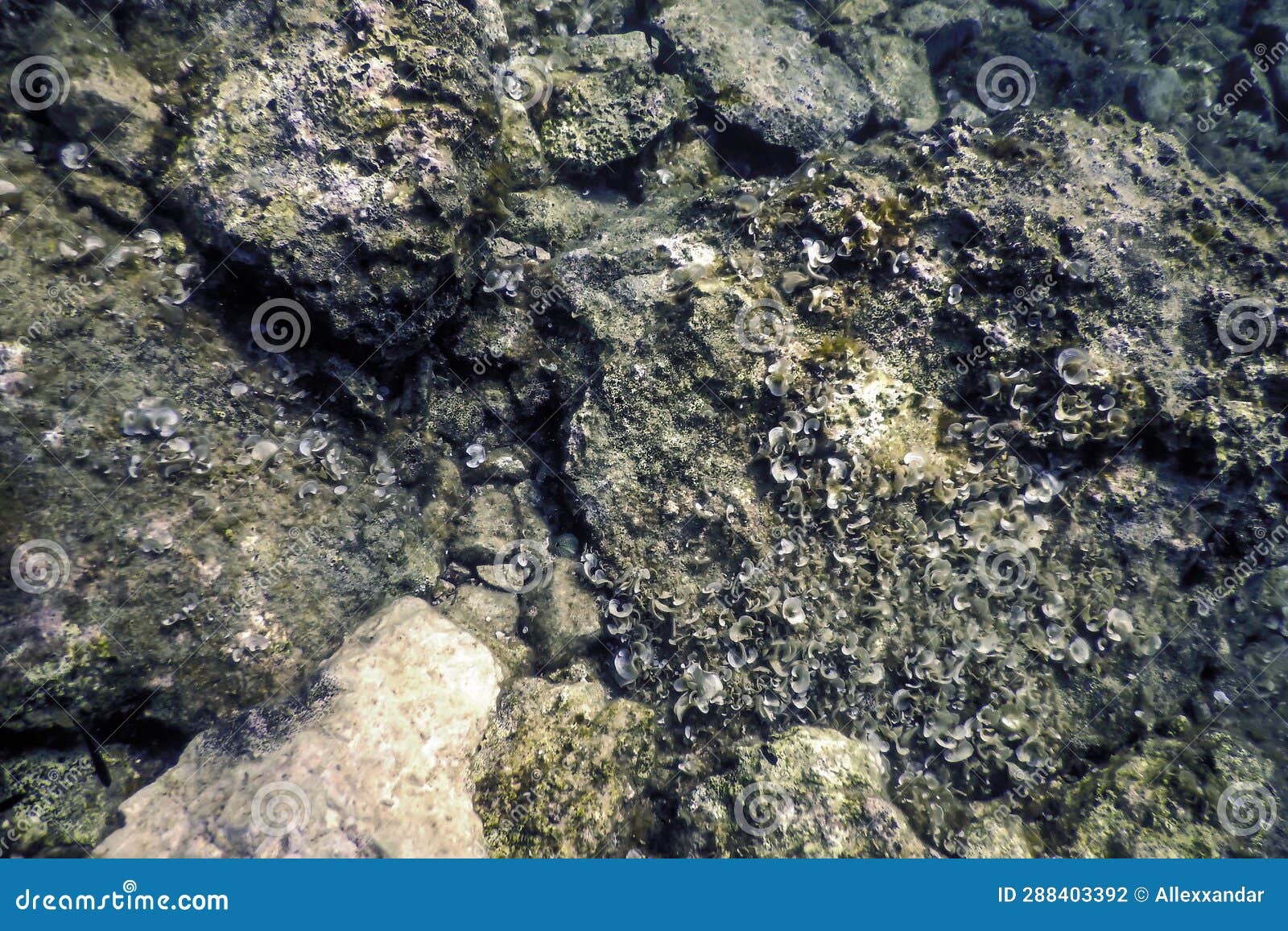 Rocks at Bottom of Ocean Floor Stock Photo - Image of seaside, peaceful ...