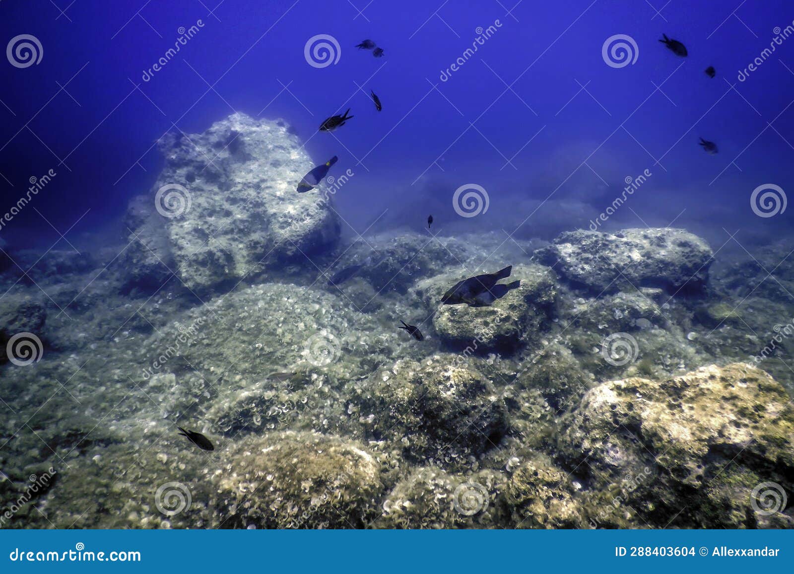 Rocks at Bottom of Ocean Floor Stock Photo - Image of scuba, scene ...