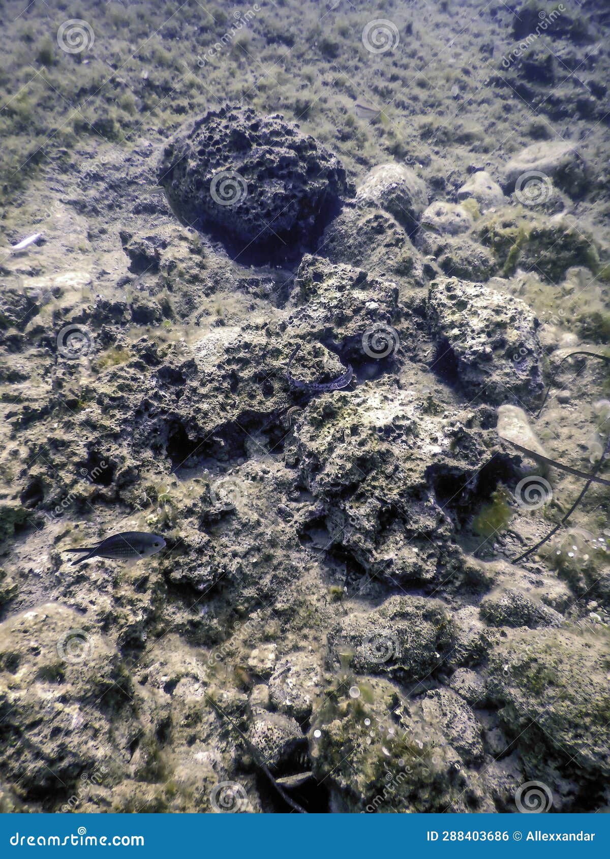 Rocks at Bottom of Ocean Floor Stock Photo - Image of scene ...