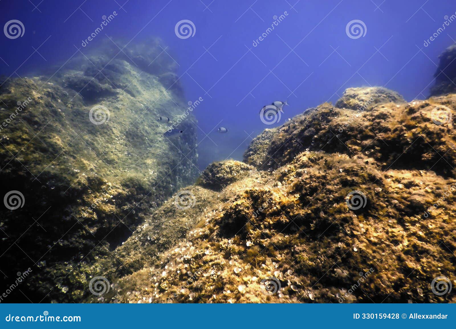 Rocks at Bottom of Ocean Floor Stock Photo - Image of rocks, nature ...