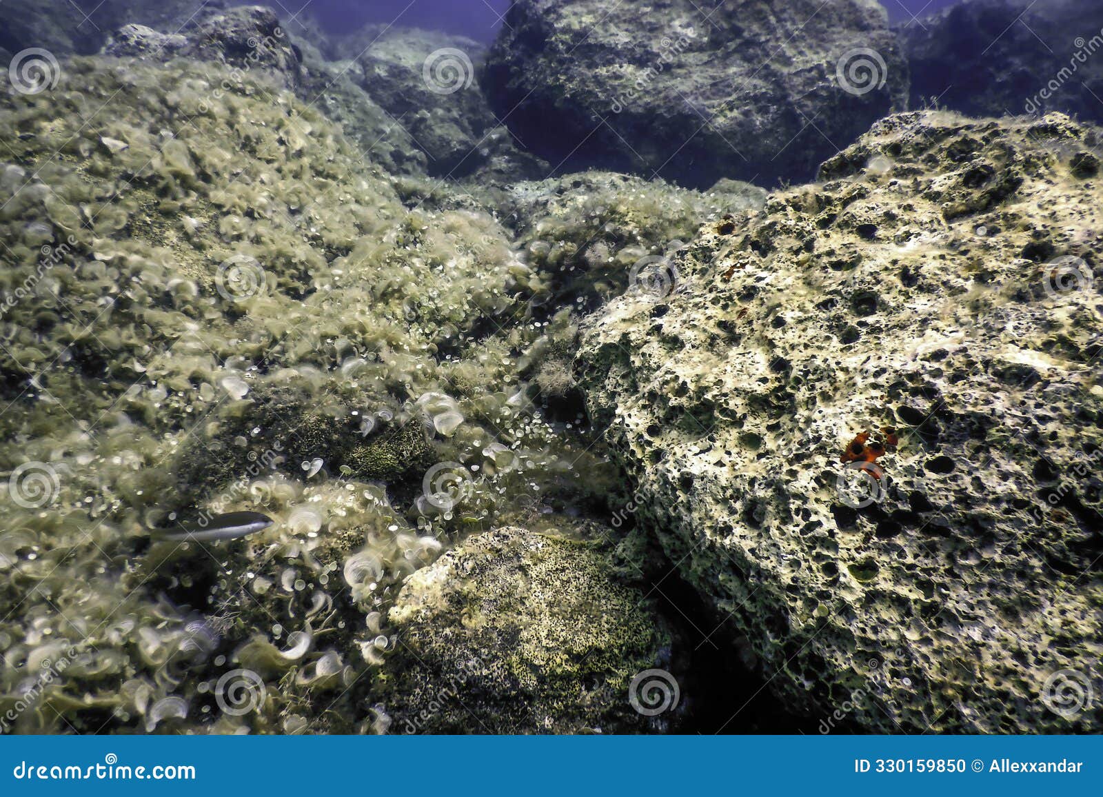 Rocks at Bottom of Ocean Floor Stock Photo - Image of peaceful ...