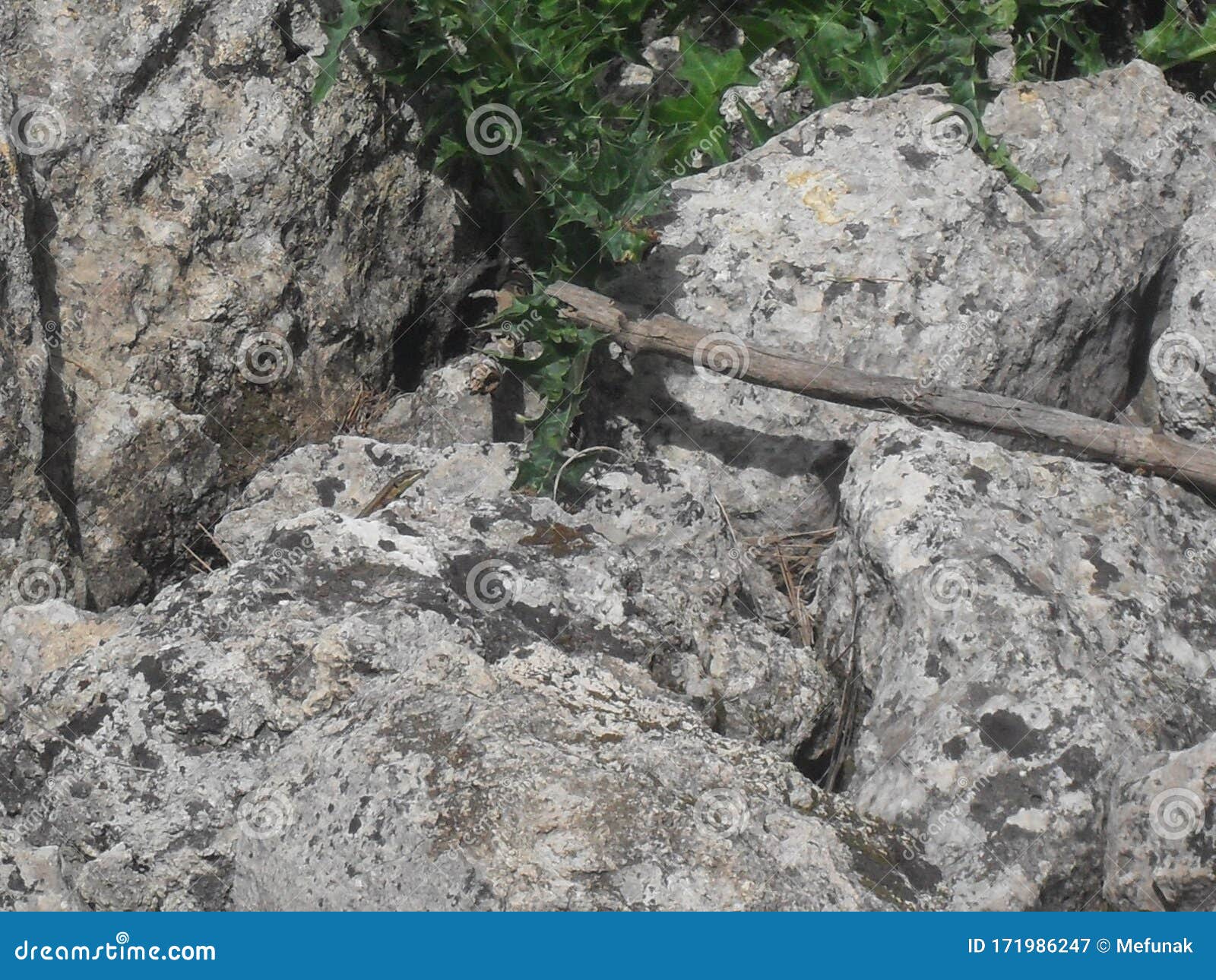 The Rocks and the Broken Branch Stock Image - Image of broken, samsung ...
