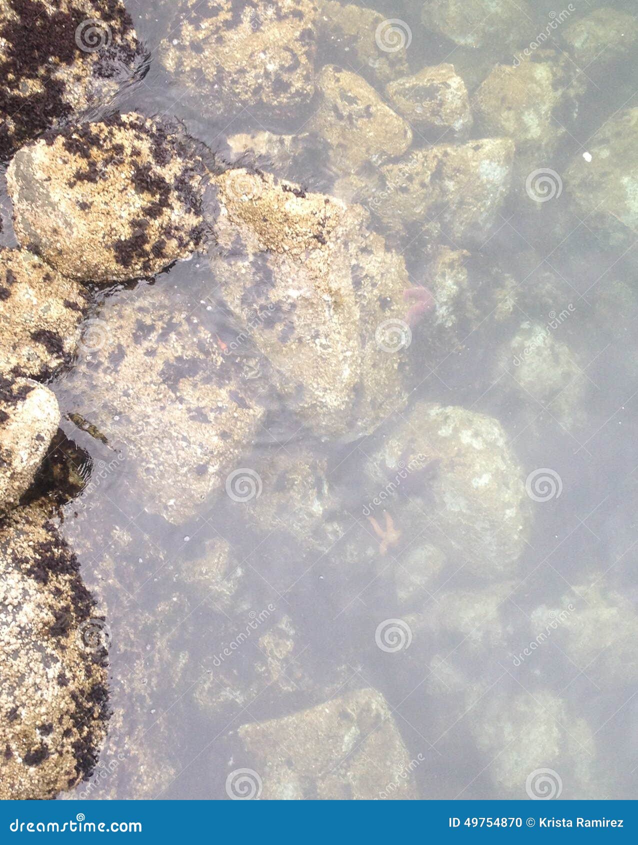 On the Rocks stock photo. Image of nature, clear, ocean - 49754870