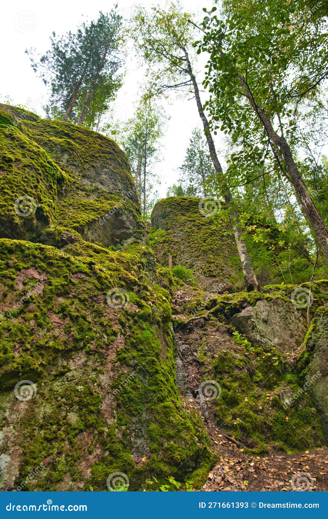 Rocks Cliffs Covered with Moss among Trees in the Forest, Park Mon ...