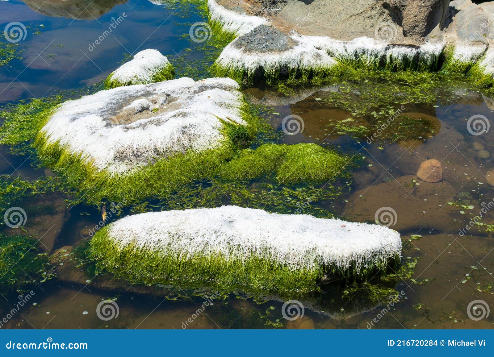 Rocks Covered with Green Algae and Crystallized Salt in the Tide Pool ...