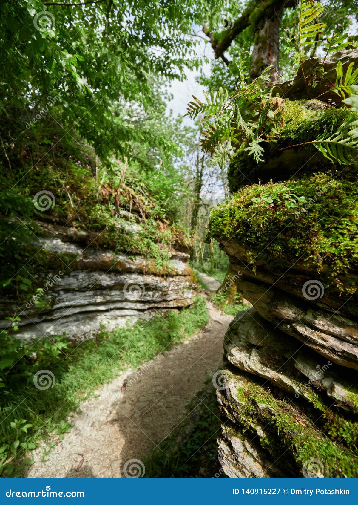 Rocks, Covered with Mass on the Trail in the Rain Forest Stock Image ...
