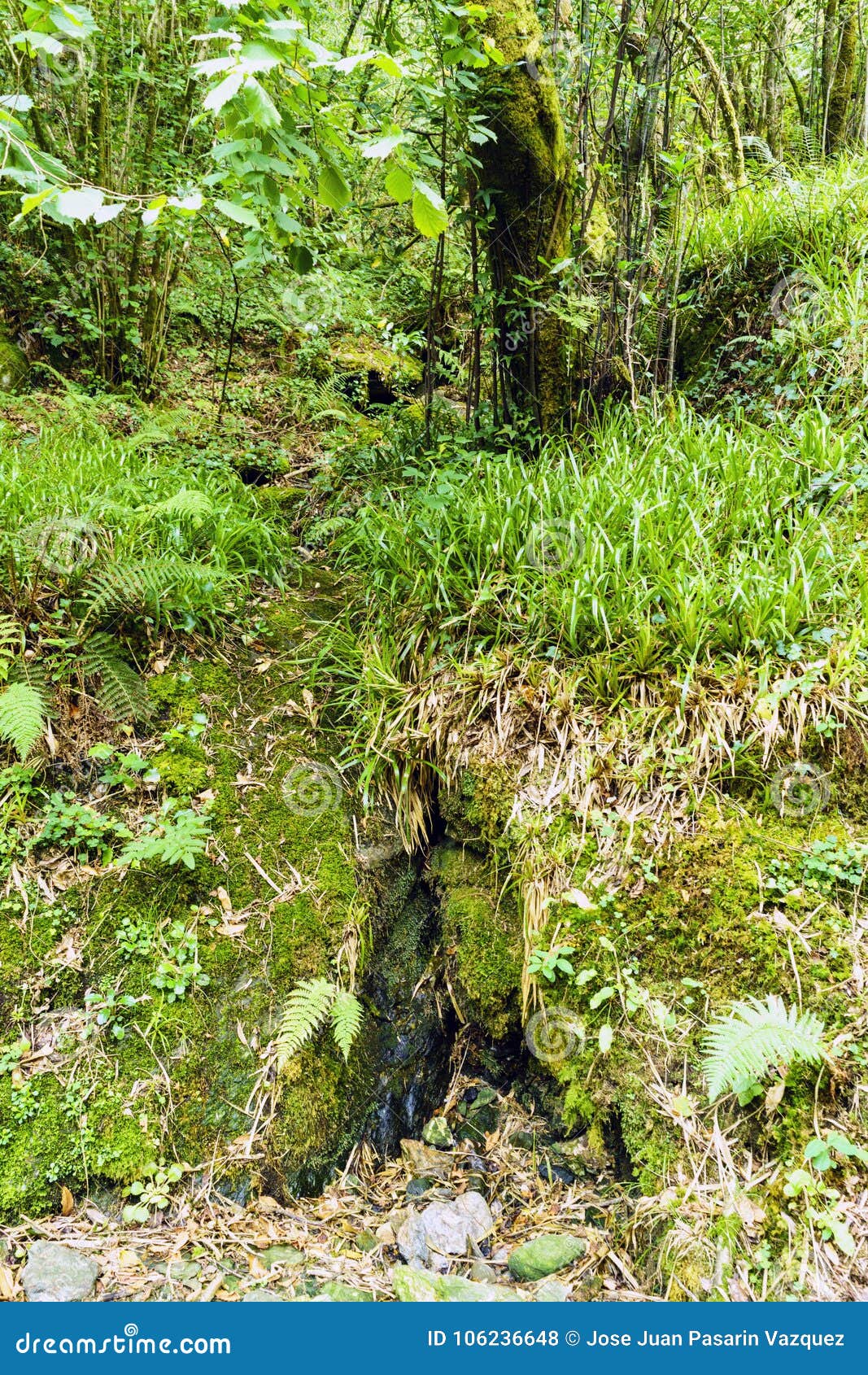 Rocks Covered with Moss and Herbs with a Small Spring in a Typical ...
