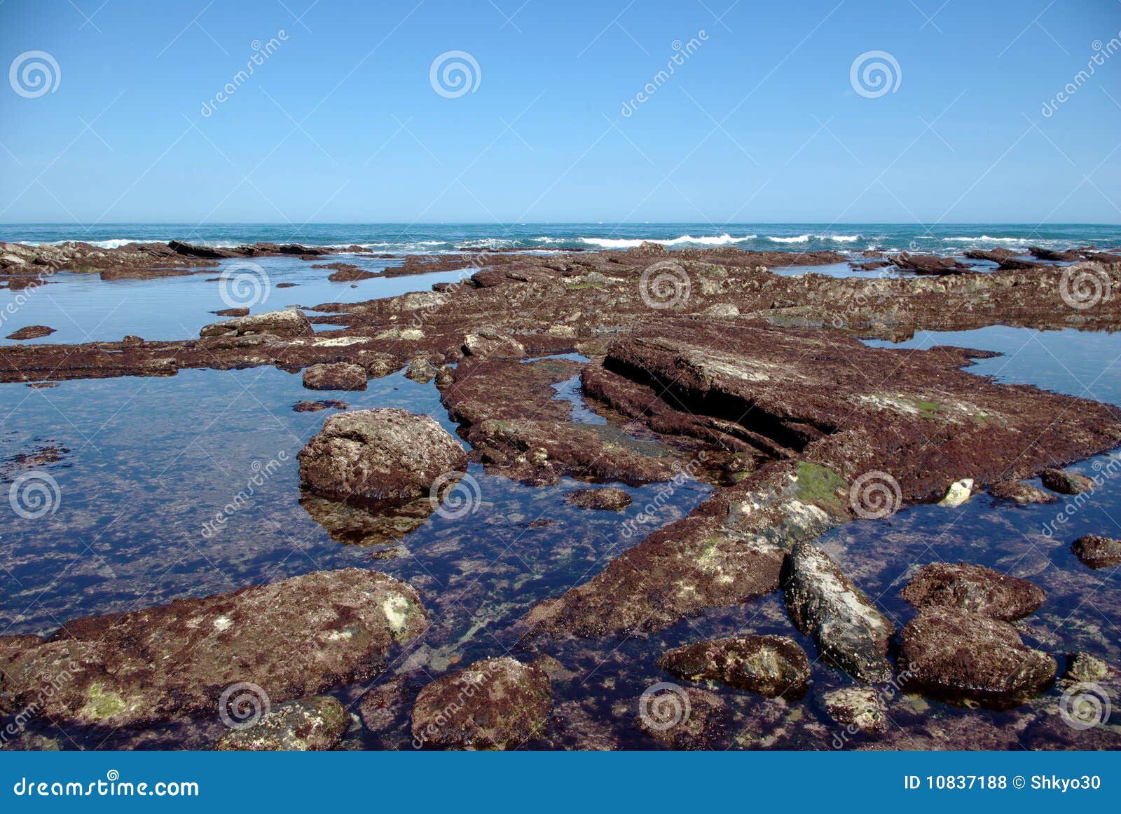 Rocks Covered with Red Algae on the Atlantic Coast Stock Photo - Image ...