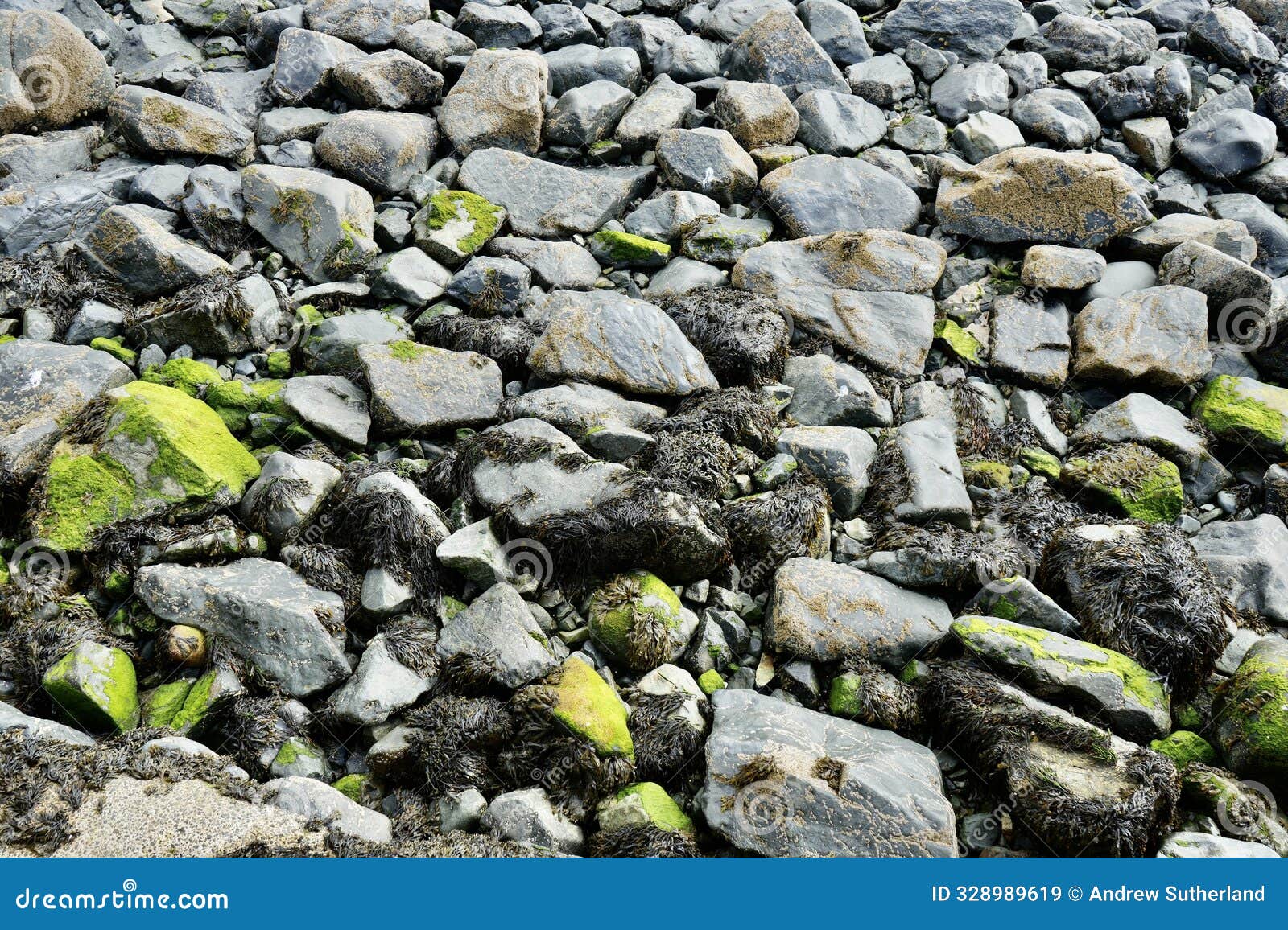 Rocks Covered in Seaweed and Algae on a Cornish Beach. Stock Image ...