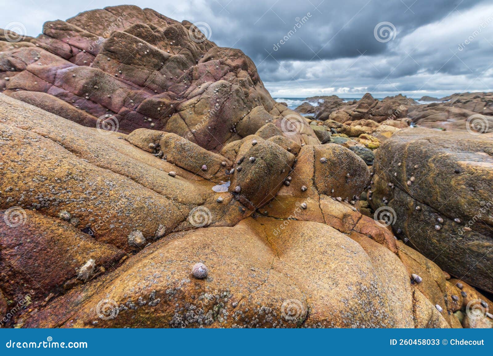 Rocks Covered with Shells on the Atlantic Coast Stock Image - Image of ...