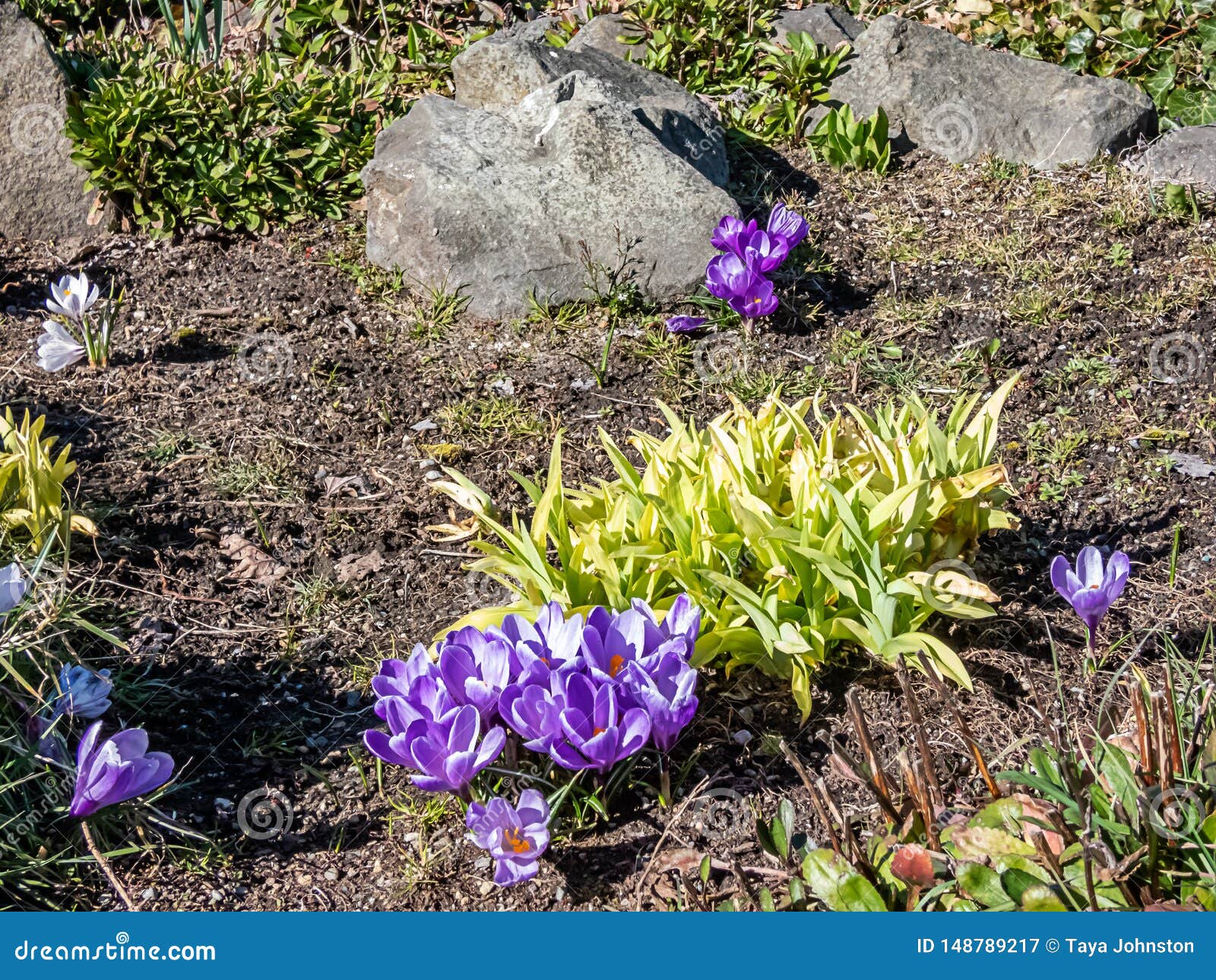 Rocks and Dirt and Crocus in Spring Stock Image - Image of bright ...