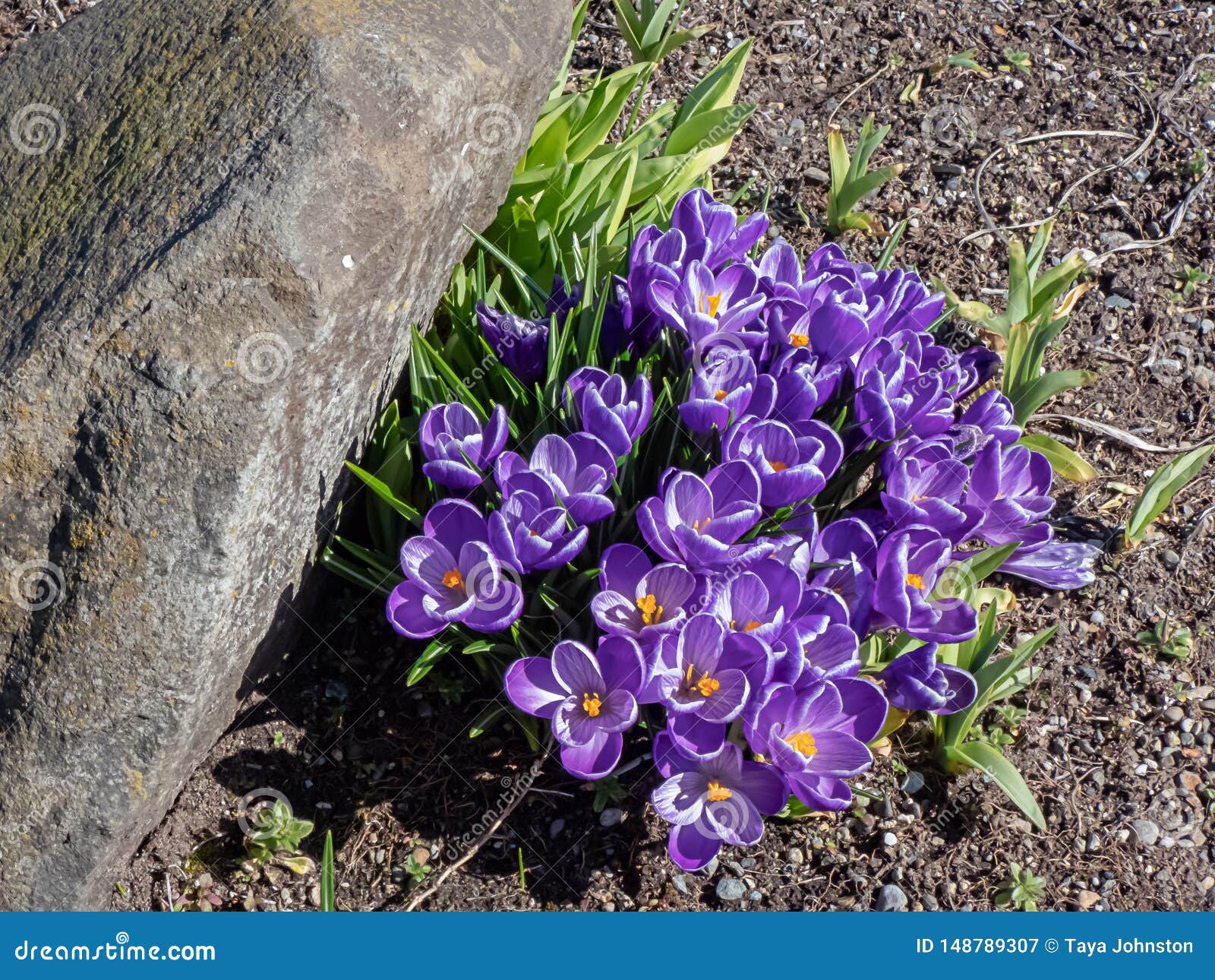 Rocks and Dirt and Crocus in Spring Flower Beds Stock Image - Image of ...