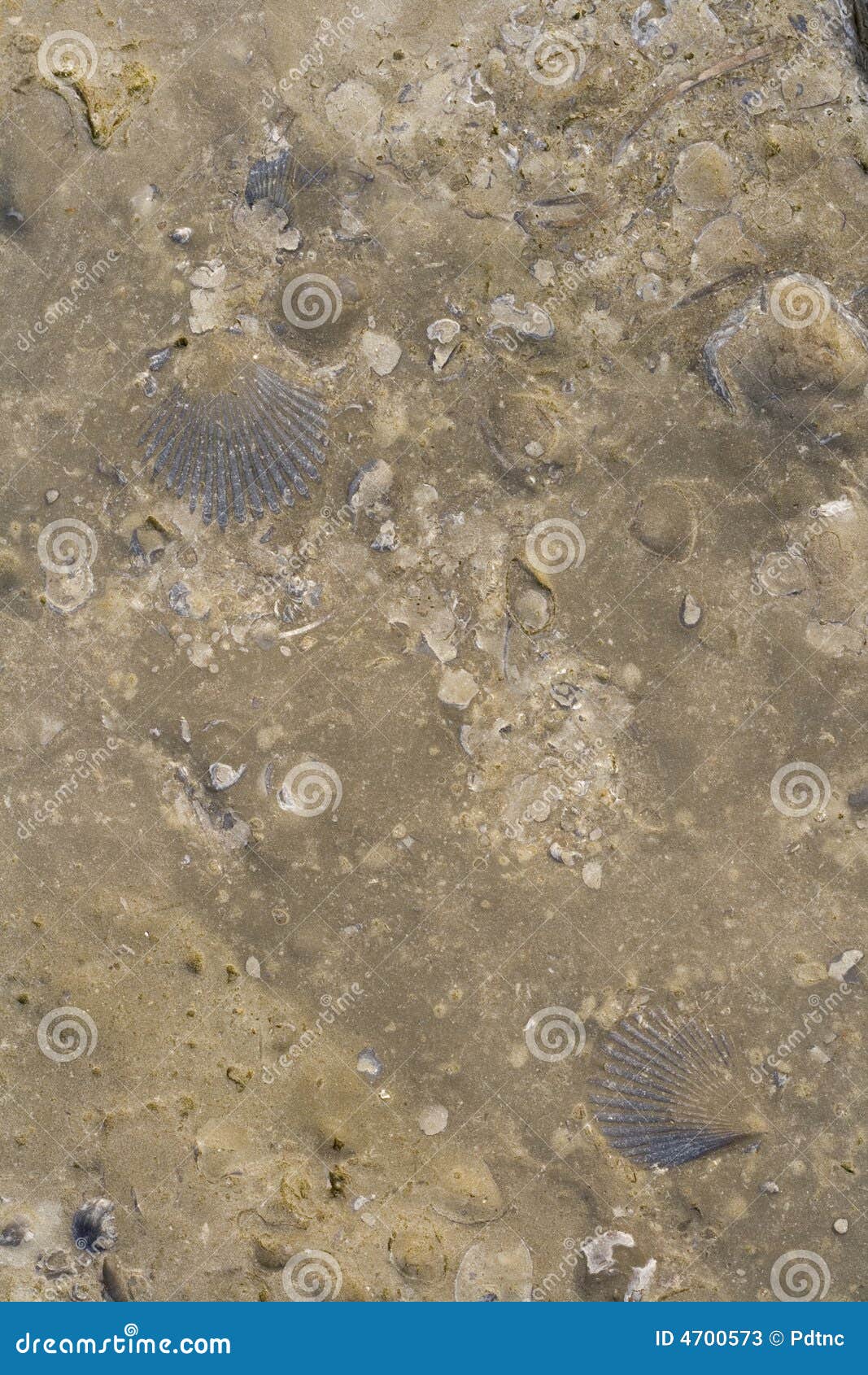 Mineralized Fossils Of Living Things Royalty-Free Stock Photo ...