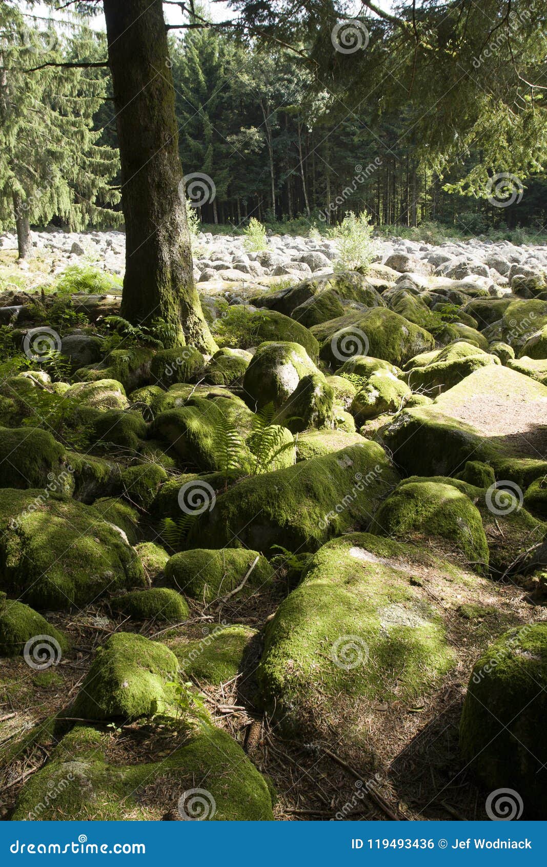 Rocks in the Forest of Berchigranges in Normandy Stock Photo - Image of ...