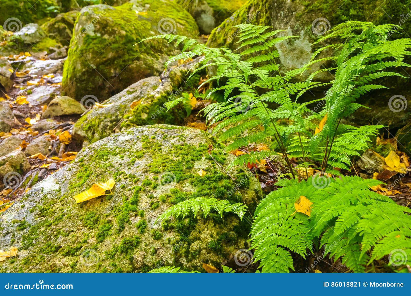 Rocks in the forest stock image. Image of green, forest - 86018821