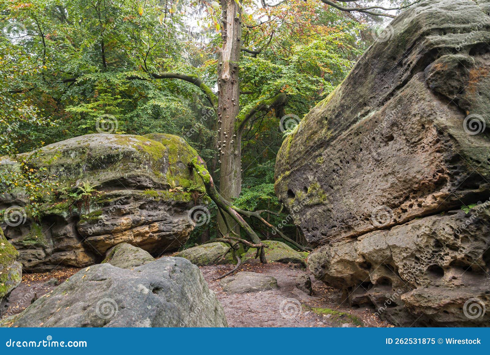 Rocks in a forest stock image. Image of national, rough - 262531875