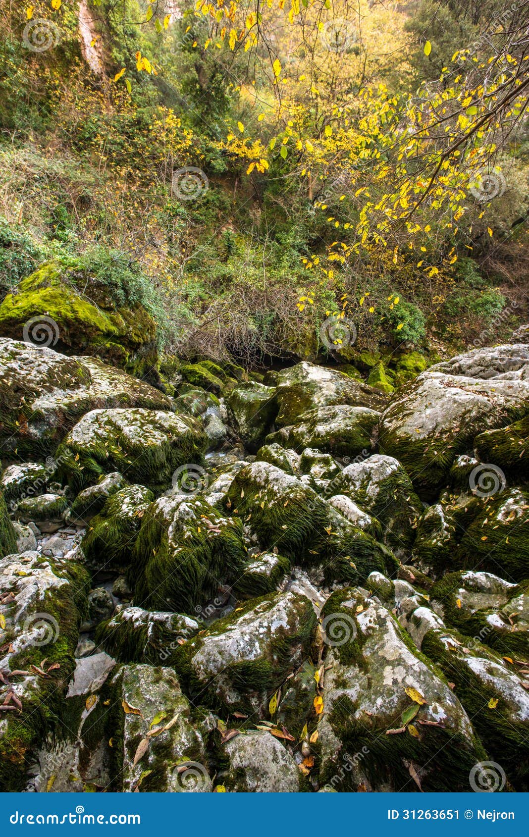 Rocks in a forest stock image. Image of freshness, hills - 31263651