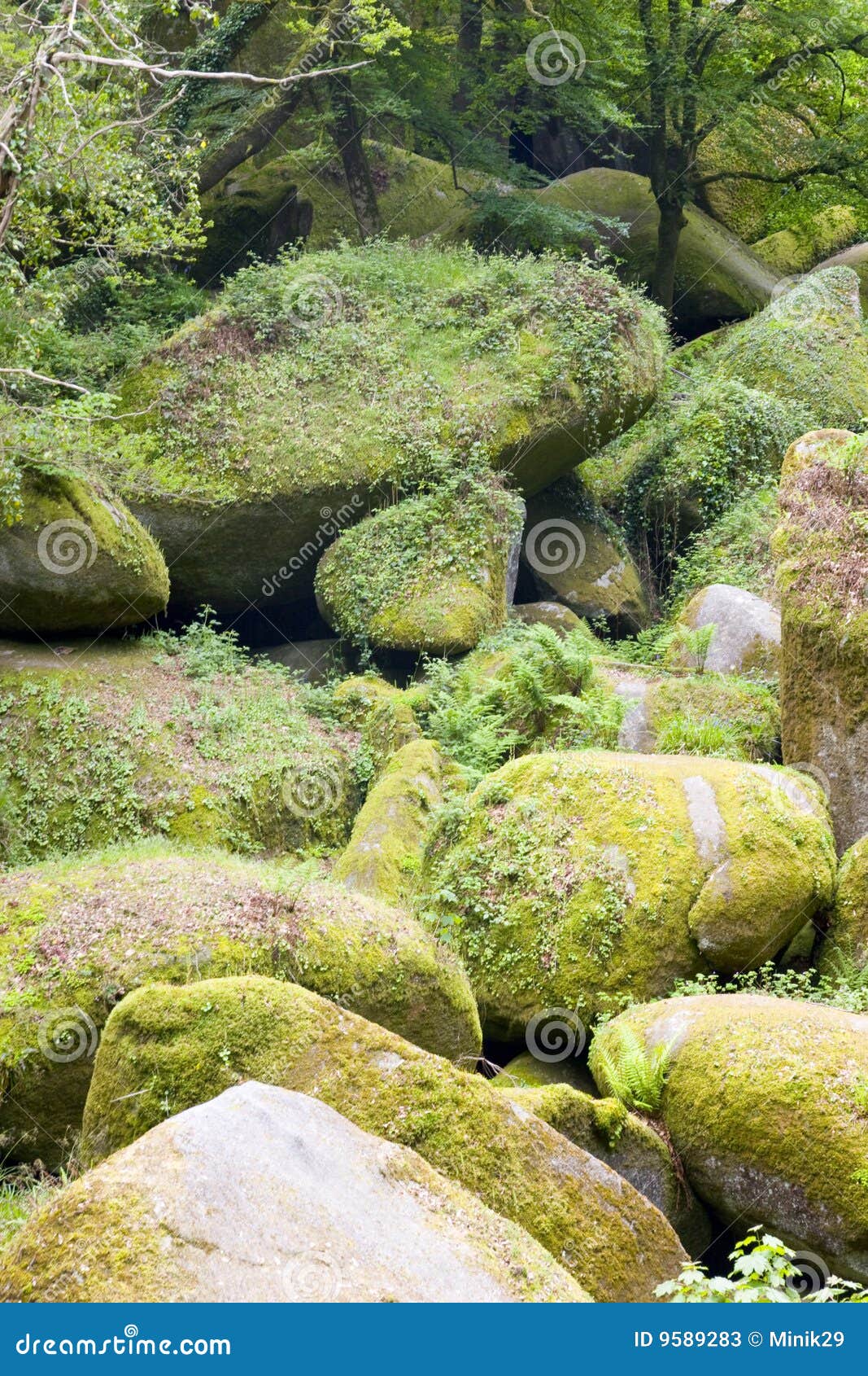 Rocks in forrest stock image. Image of walk, leafs, france - 9589283