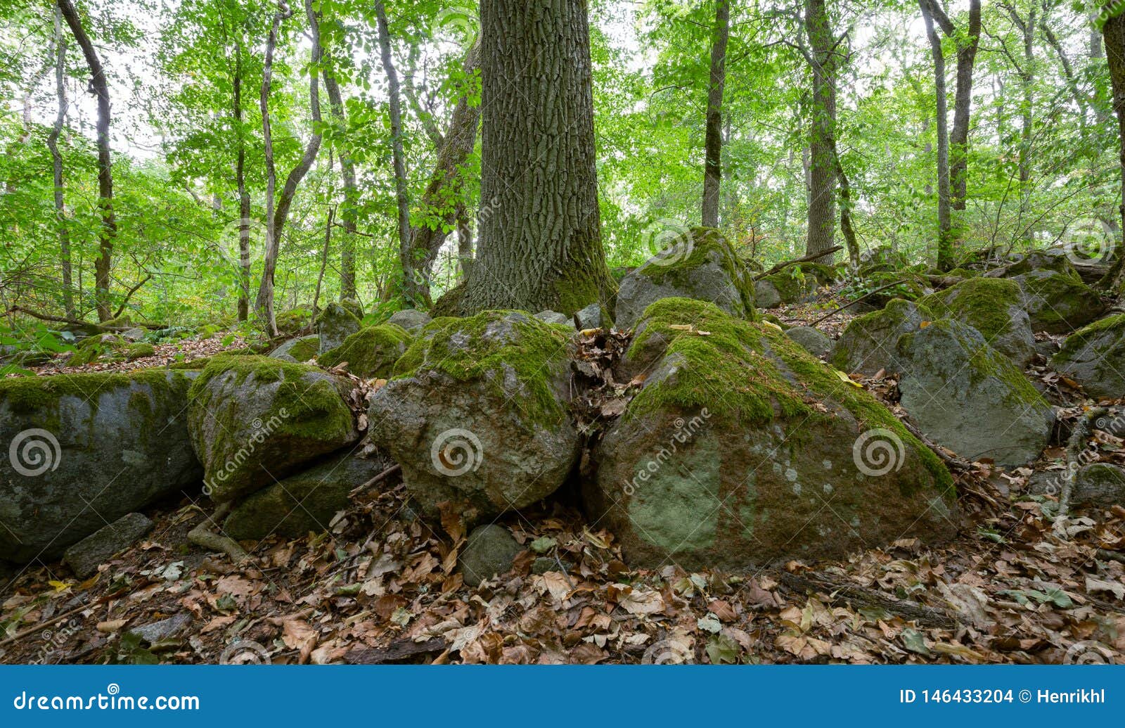 Rocks on Front of Deciduous Forest Stock Photo - Image of horizontal ...