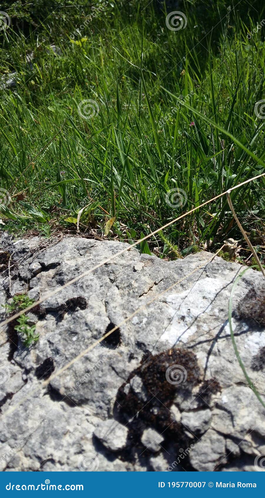 Rocks and grass stock image. Image of garden, earth - 195770007