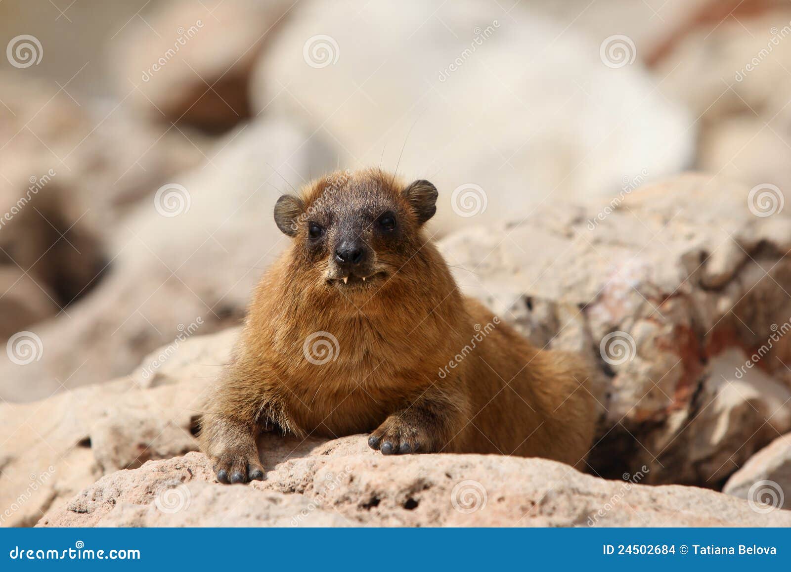 Rocks Hyrax (Procavia Capensis) Stock Photo - Image of exotic, portrait ...