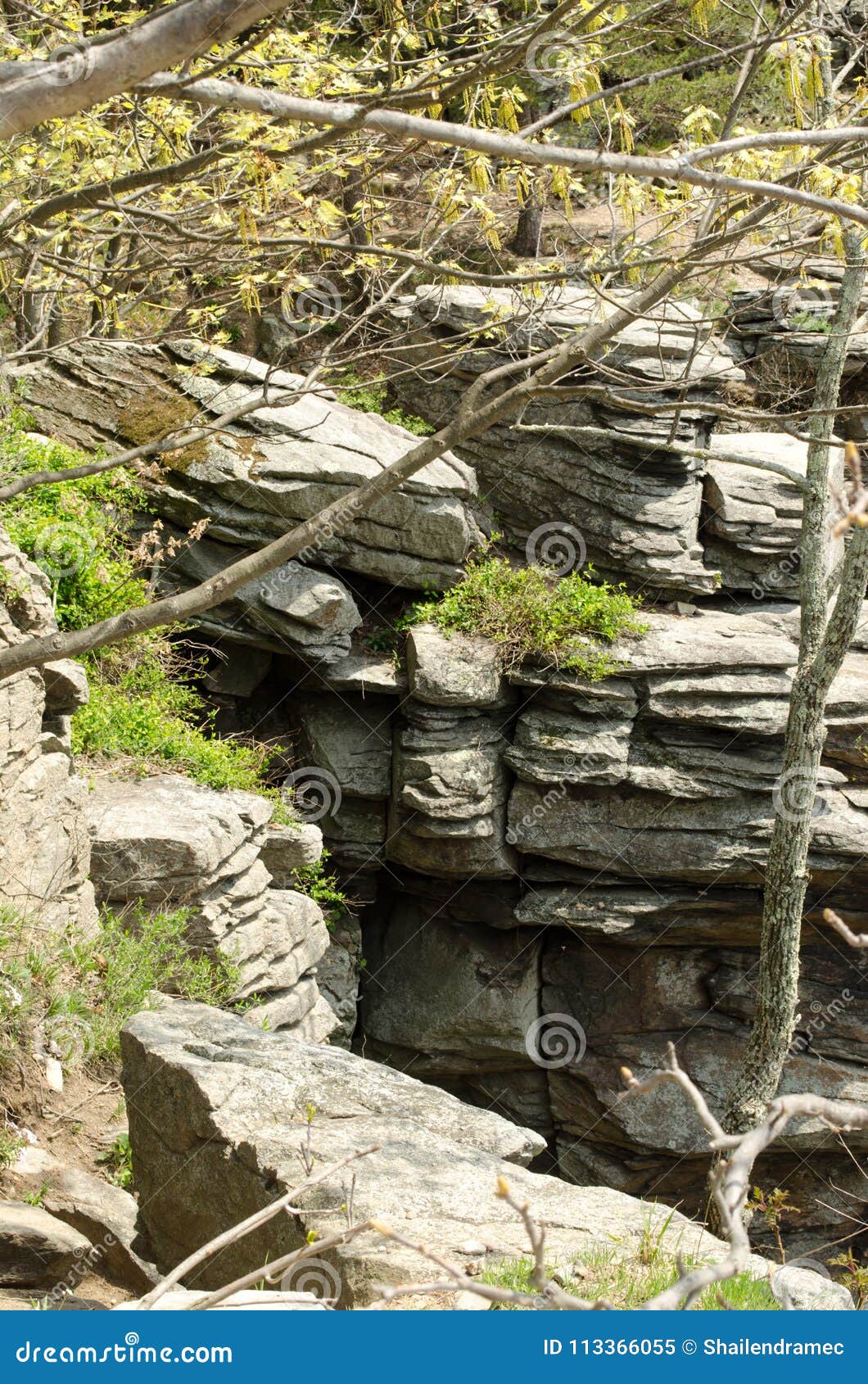 Layers Of Trees Royalty-Free Stock Image | CartoonDealer.com #117328918