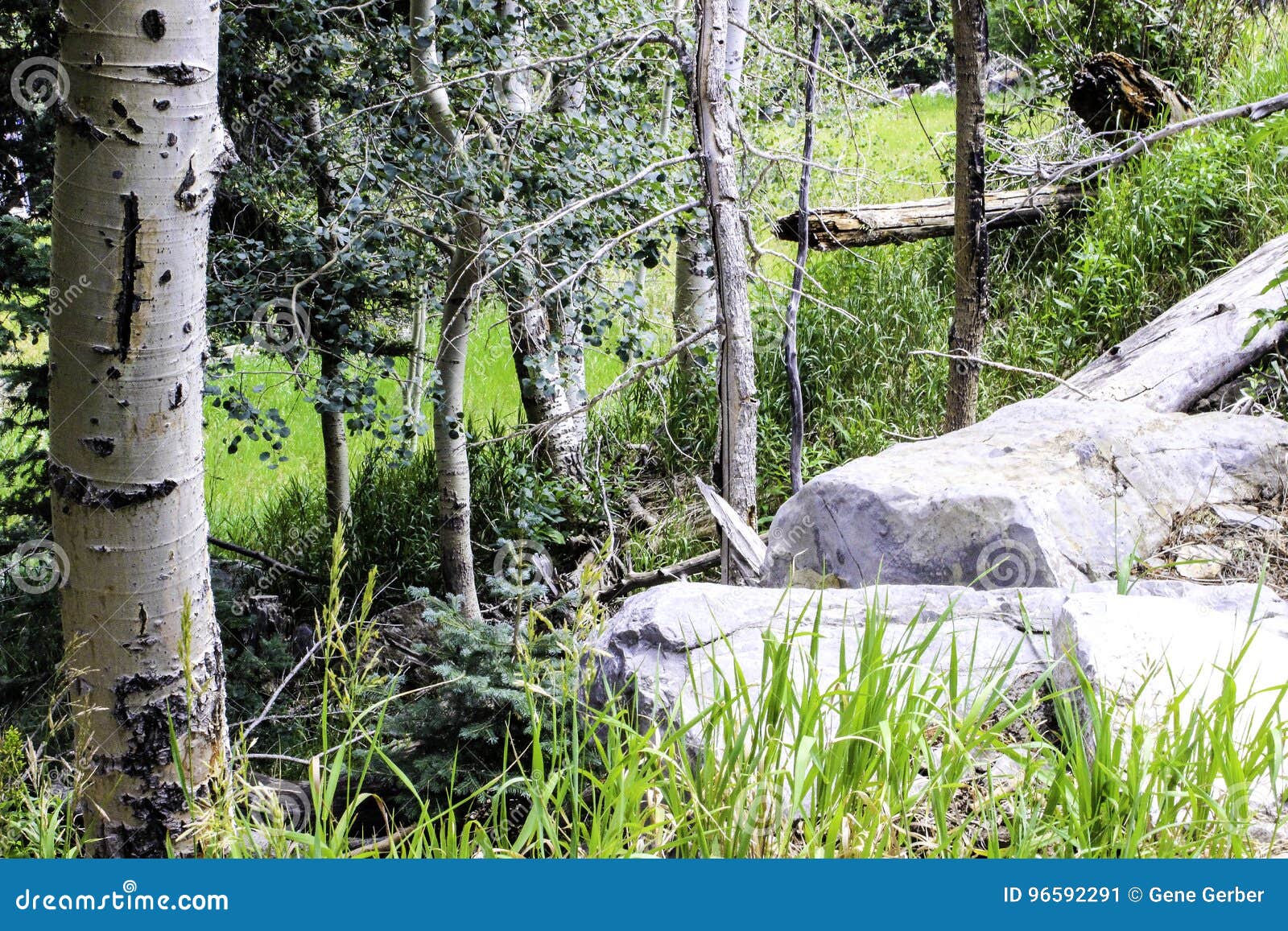 Rocks and Logs stock image. Image of tree, mountains - 96592291