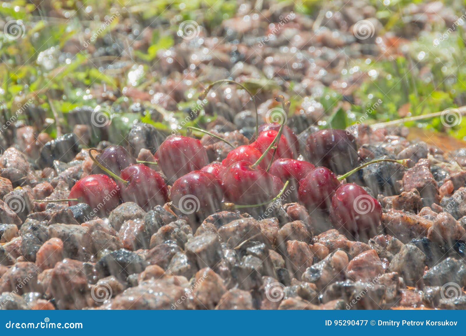 On the Rocks a Lot of Cherries in the Rain. Stock Image - Image of ...