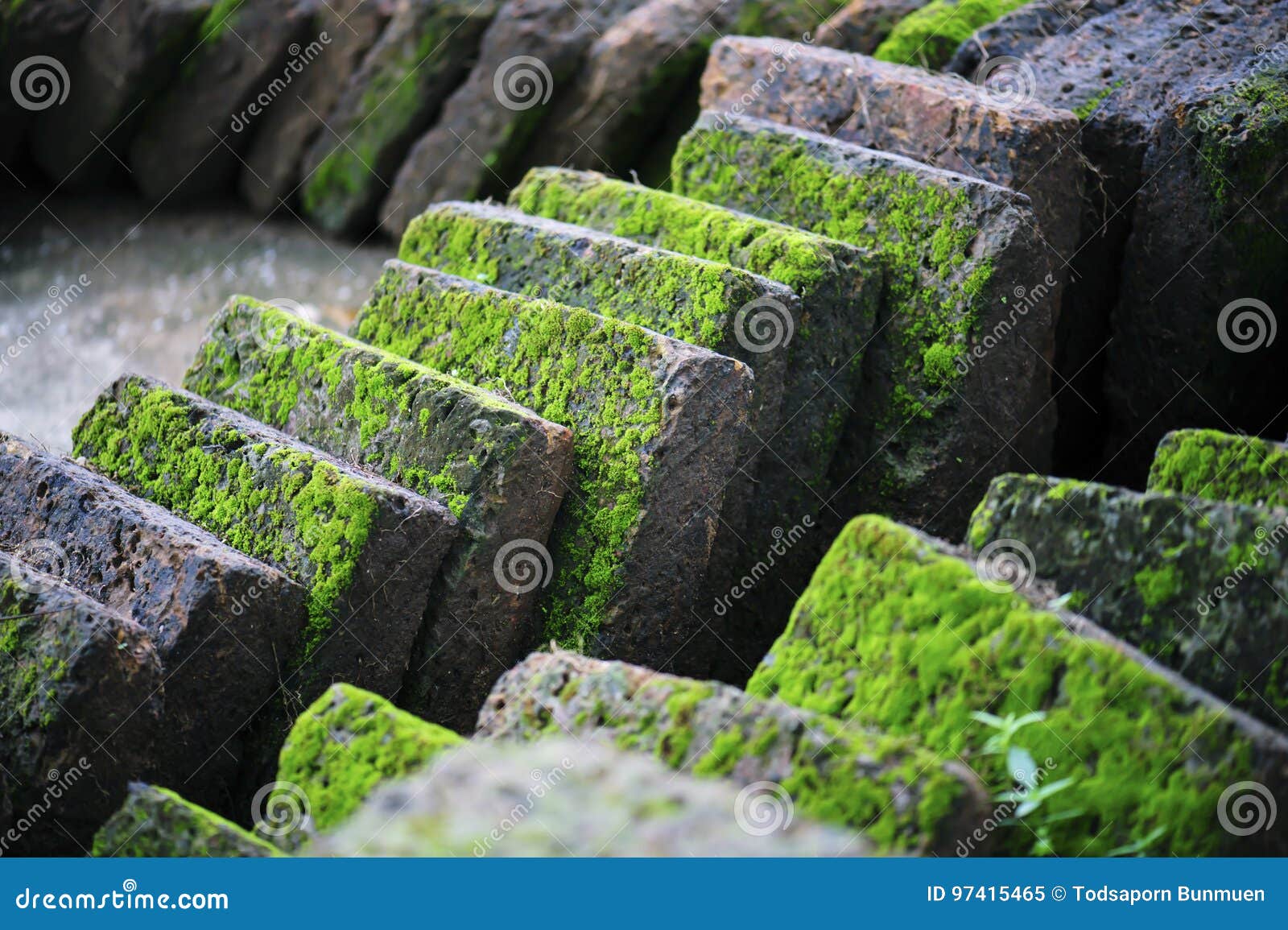 Rocks with moss stock image. Image of plants, macro, pattern - 97415465