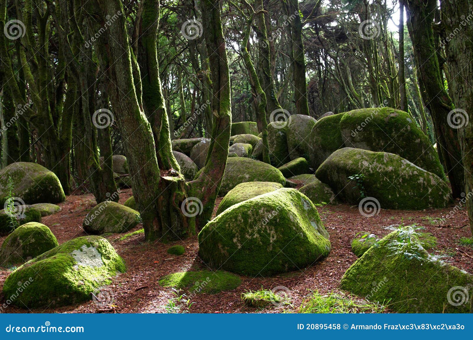 Rocks and Moss in Sintra Forest Stock Photo - Image of mountain, tree ...