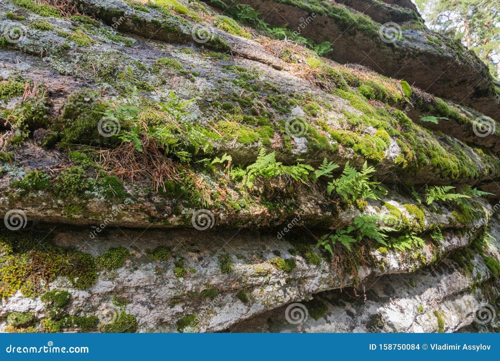 Rocks overgrown with moss. stock photo. Image of grass - 158750084