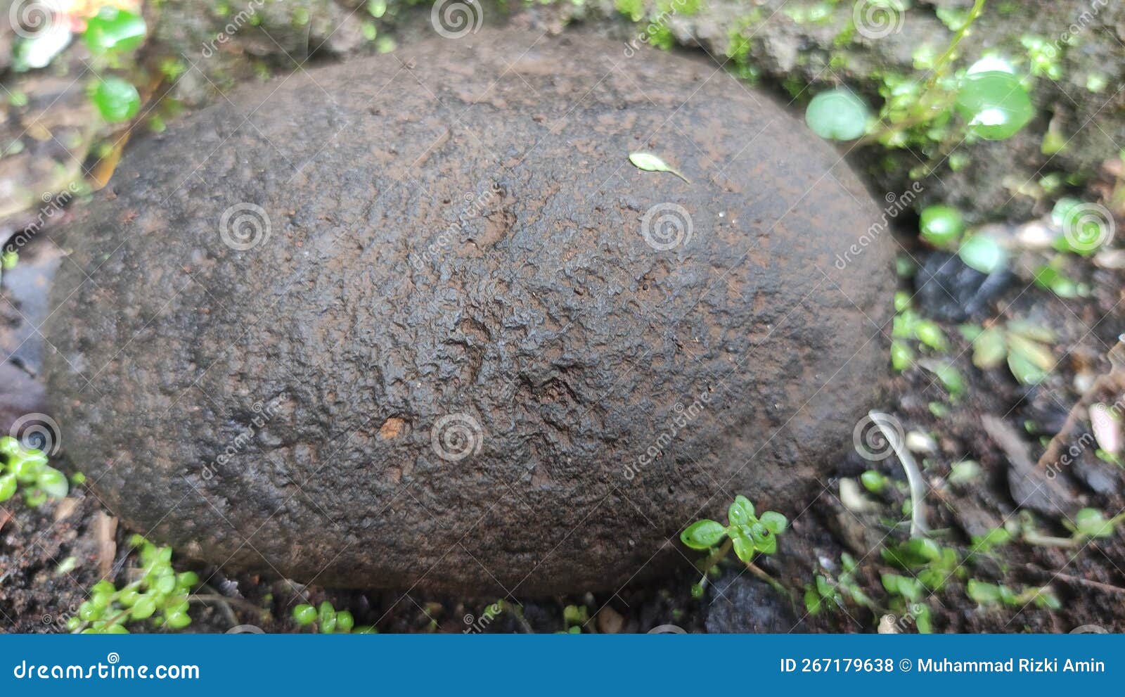 Rocks Overgrown with Small Weeds Stock Photo - Image of rocks, grave ...