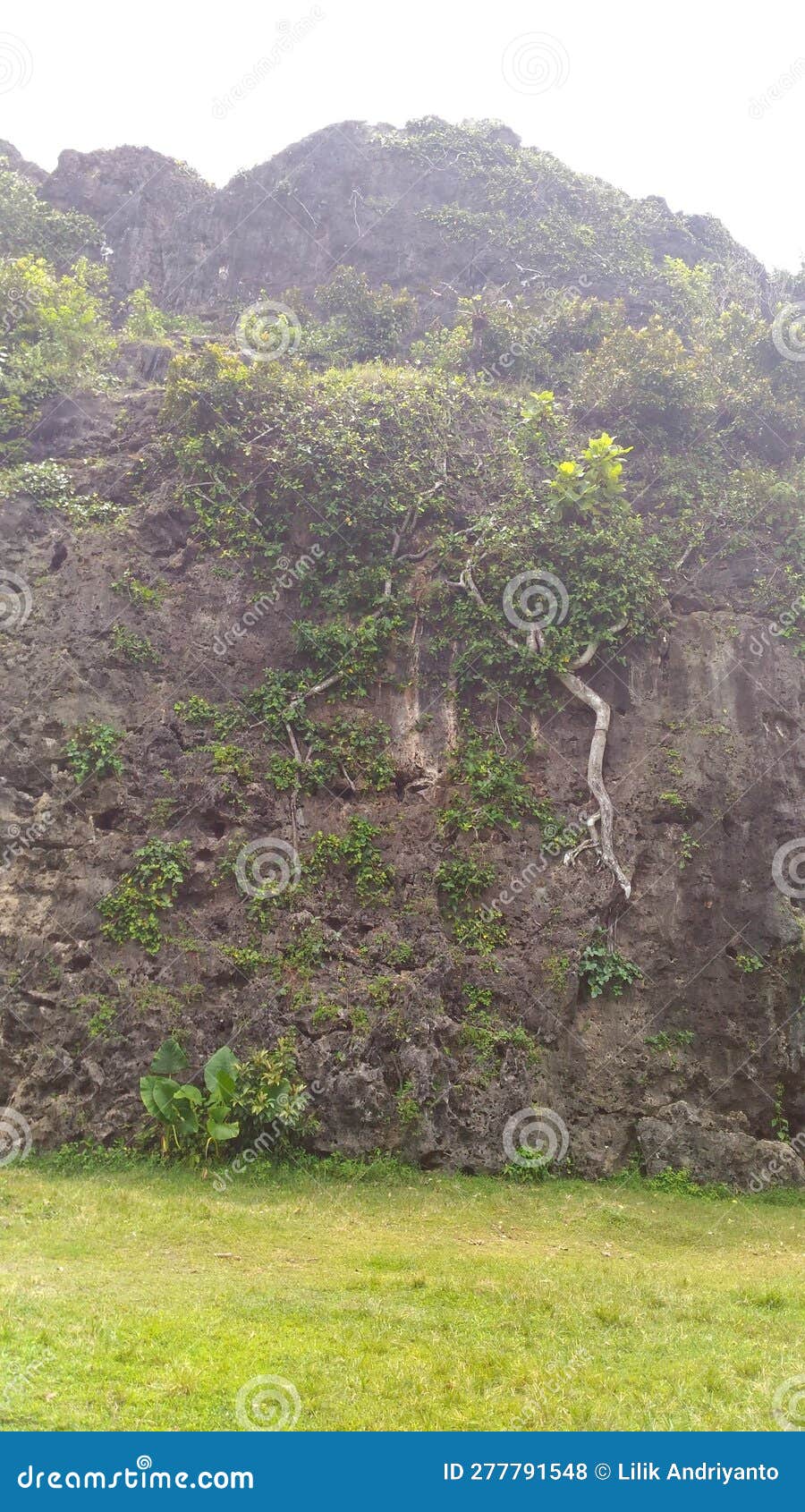 Rocks Overgrown with Vines in the Climbing Area Stock Photo - Image of ...
