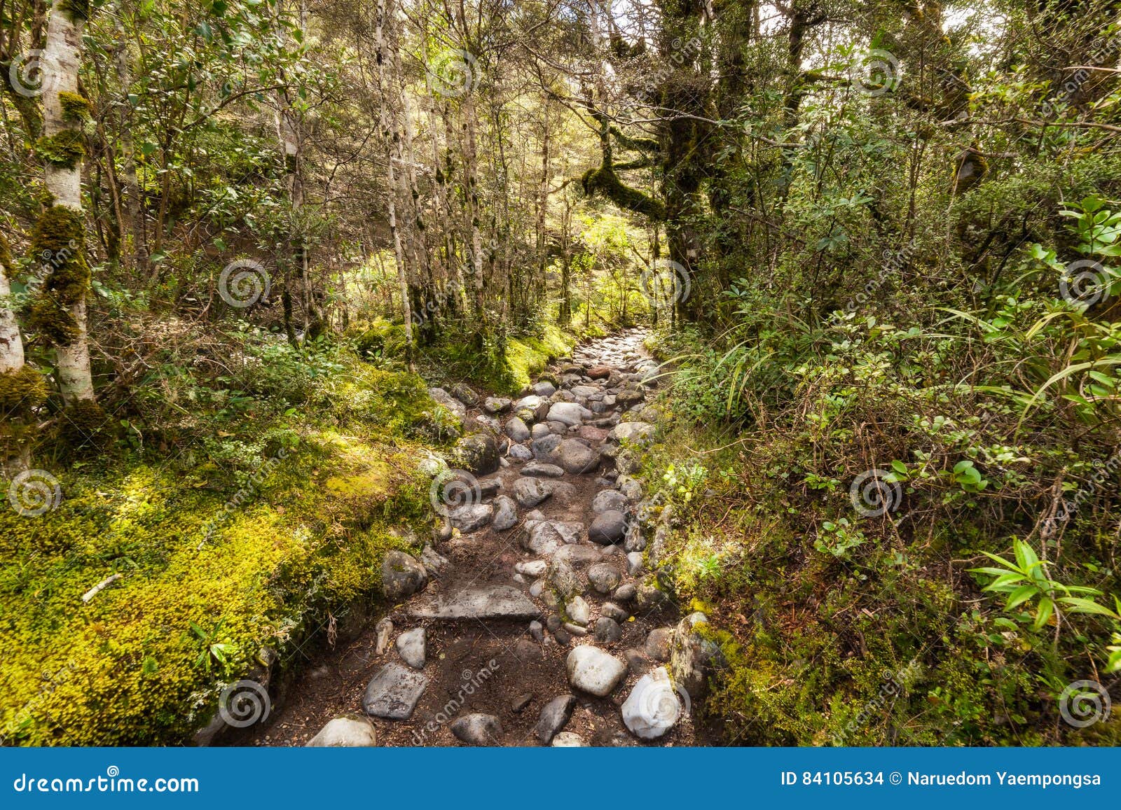 Rocks Path through Beech Forest Stock Photo - Image of rocks, garden ...