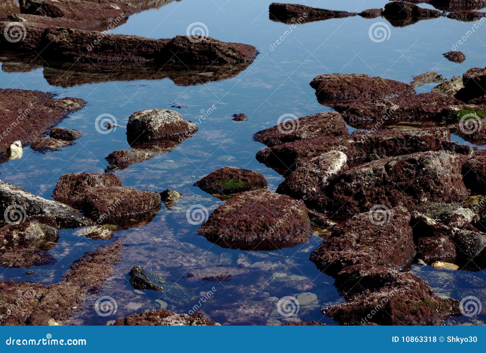 Rocks with Red Algae at Low Tide. Stock Photo - Image of france, rocks ...