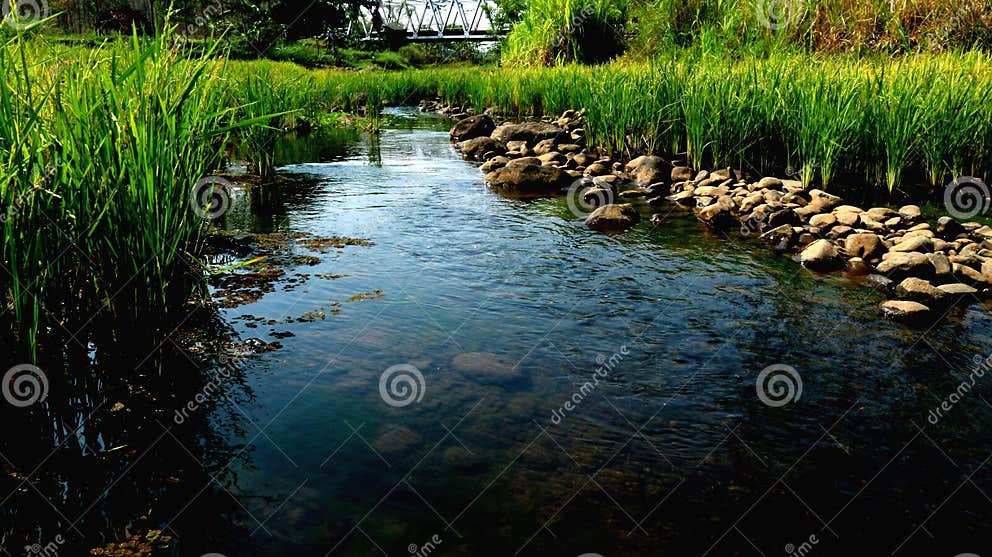 Rocks in the River and on the Edge of Rice Fields Stock Image - Image ...