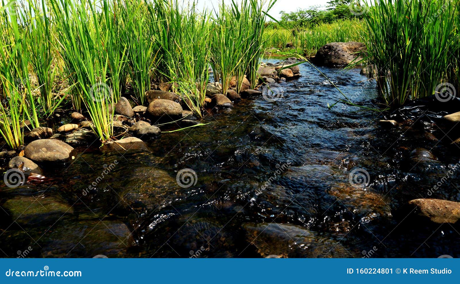 Rocks in the River and on the Edge of Rice Fields Stock Image - Image ...