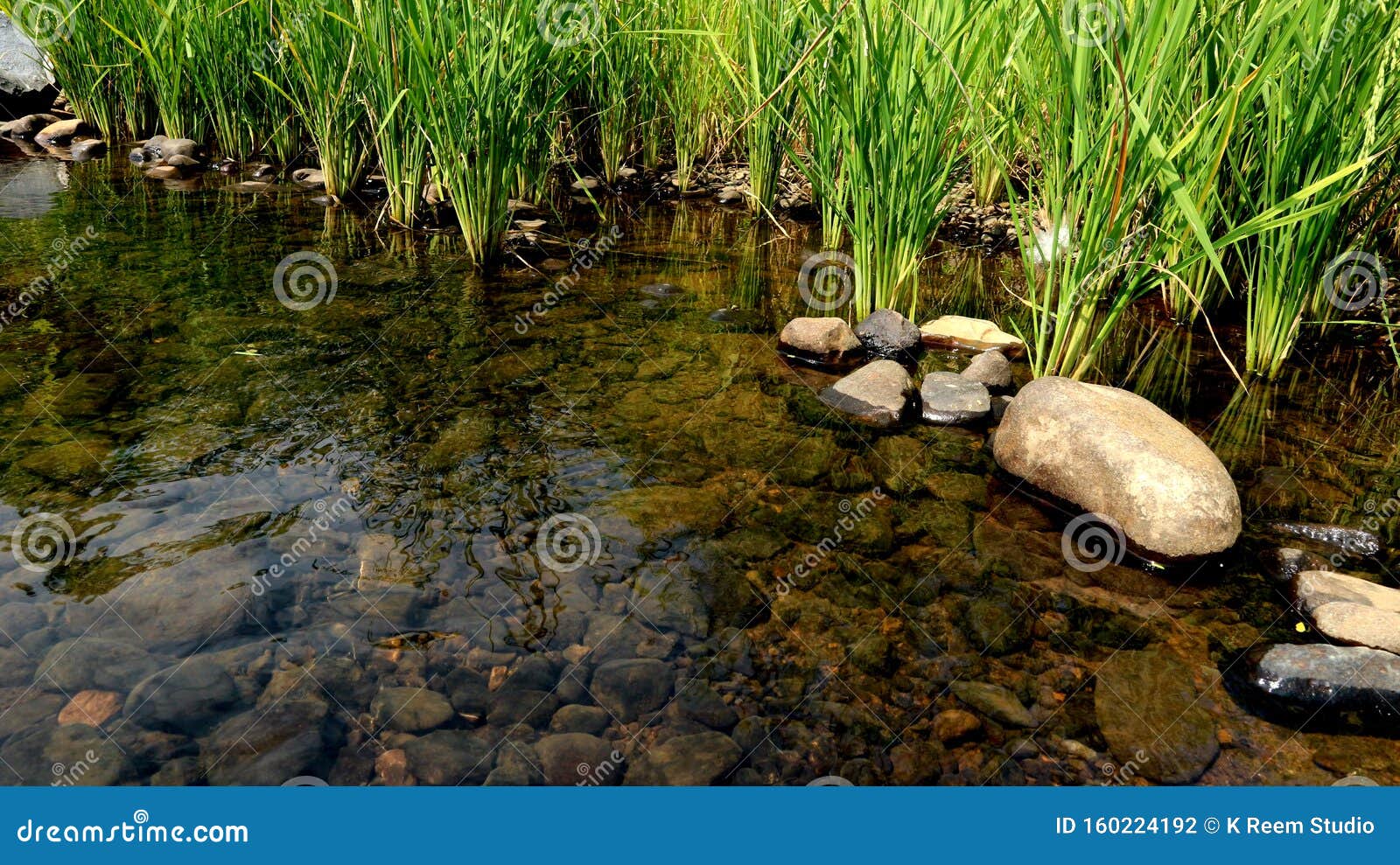 Rocks in the River and on the Edge of Rice Fields, Landscape Indonesia ...