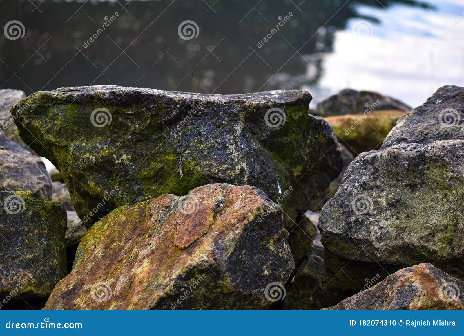 Rocks at River Side with Algae Stock Photo - Image of leaf, wildlife ...