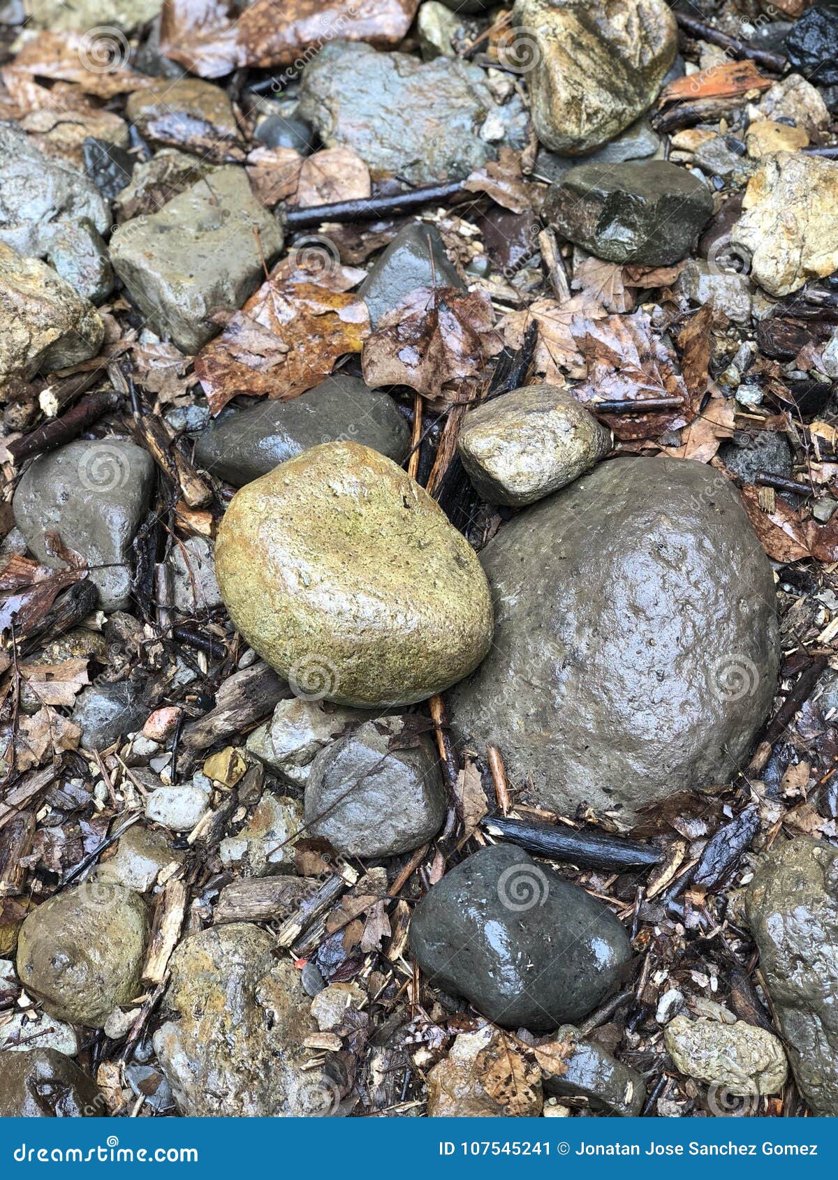 Rocks stock image. Image of water, plant, dead, rocks - 107545241
