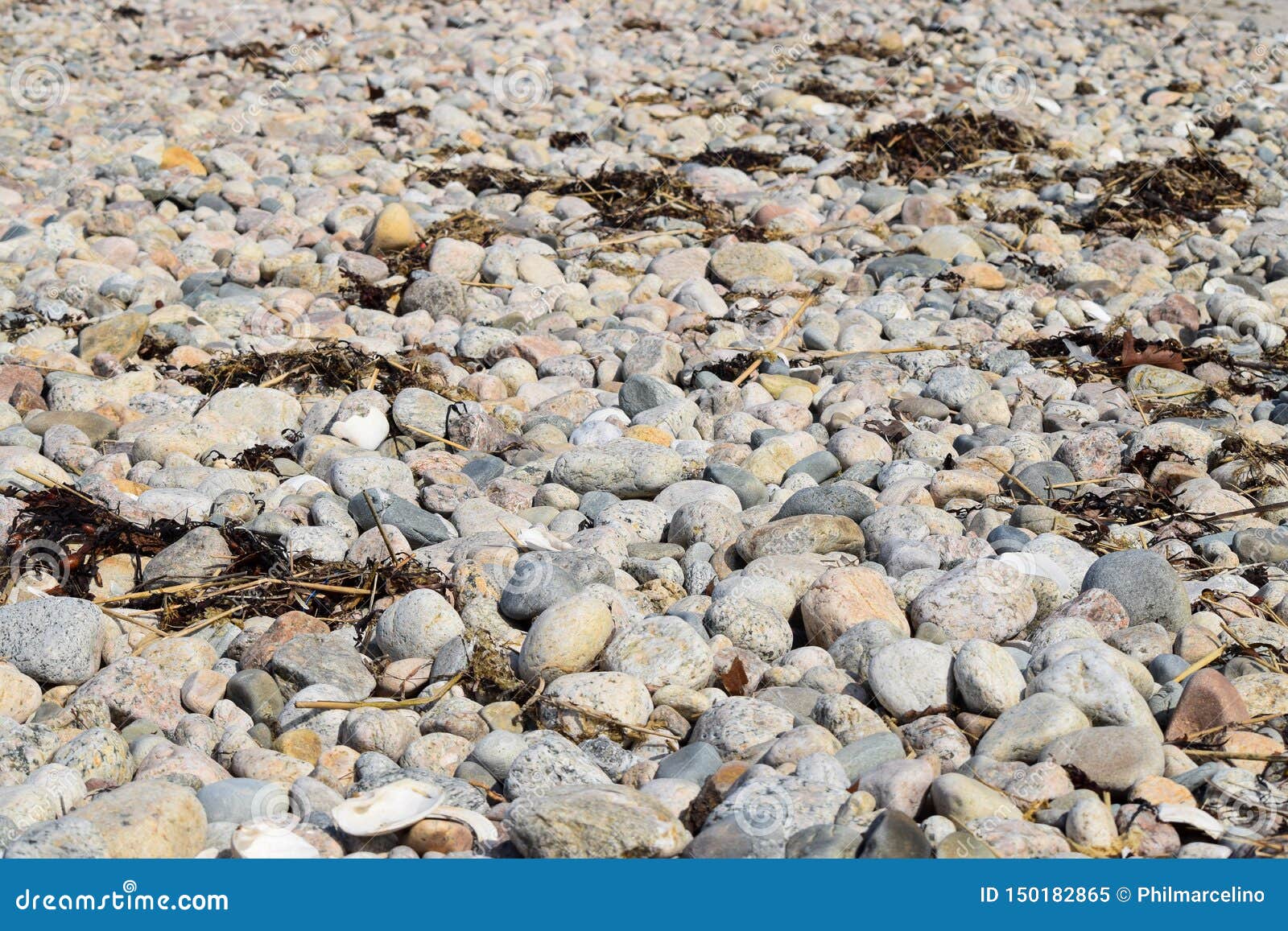 Rocks on a Rocky Beach with Some Shells and Seaweed Stock Image - Image ...