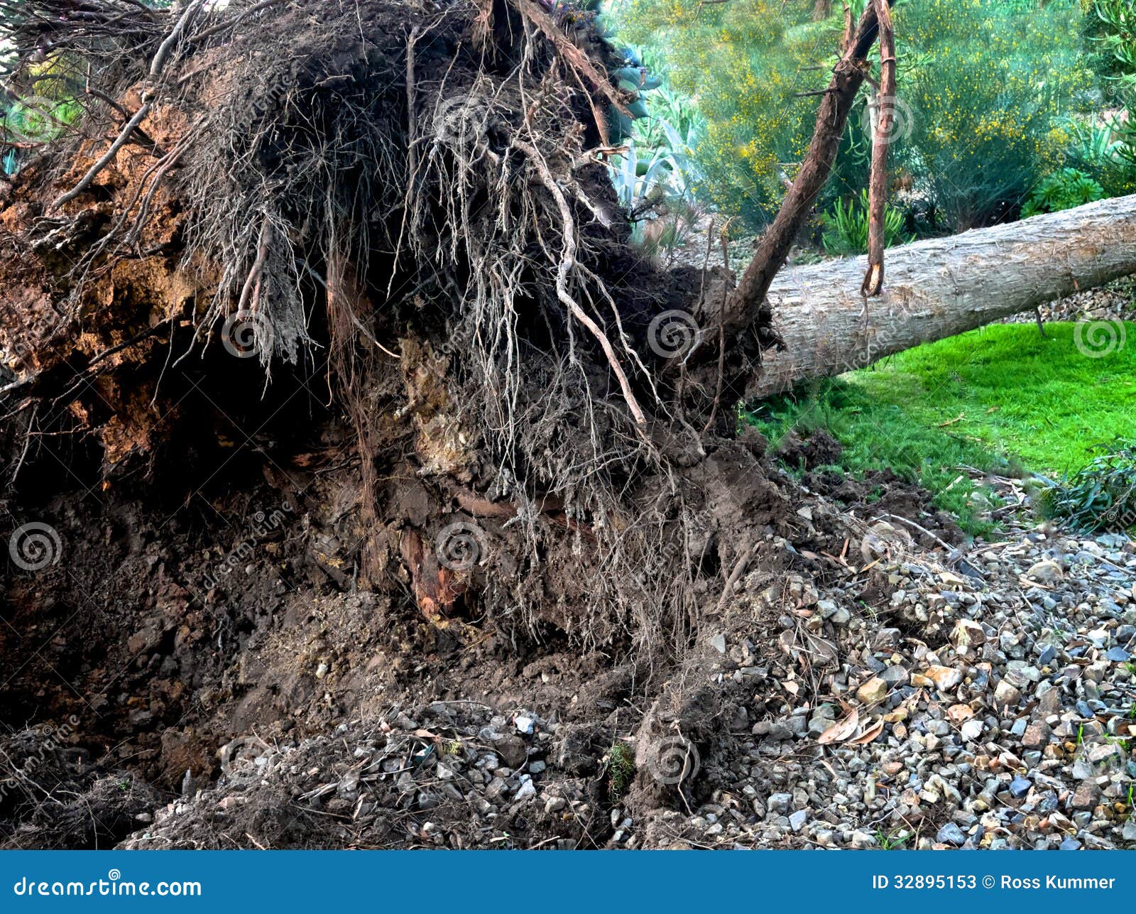 Rocks and roots stock image. Image of forest, roots, broken - 32895153