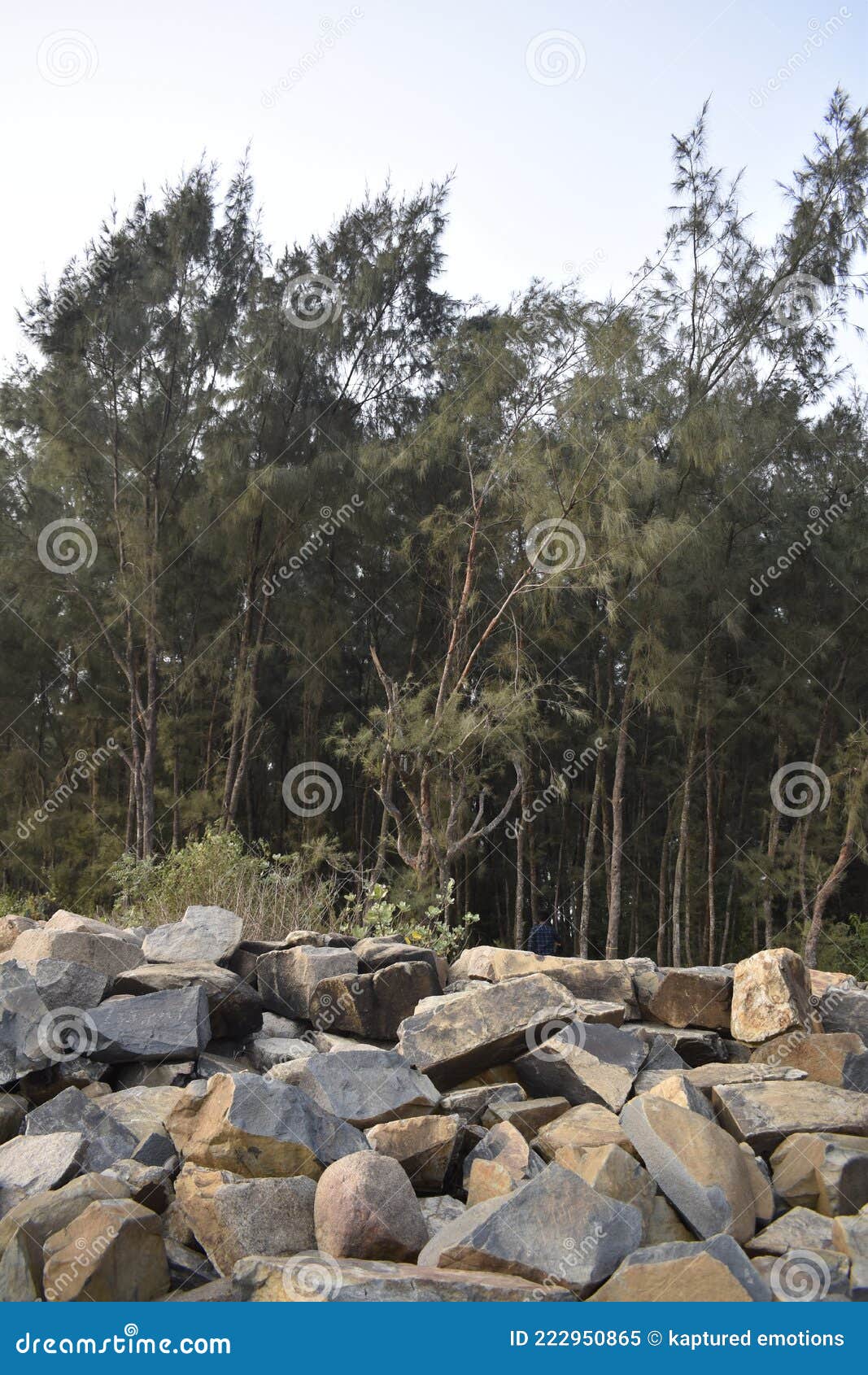 Rocks are Scattered in Forests Stock Image - Image of blue, landscape ...